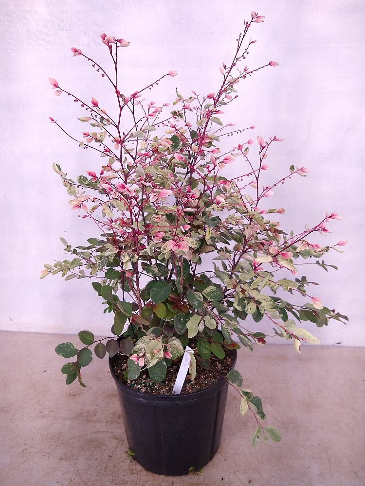 Buy Breynia disticha, Snow on the Mountain, Snowbush | Free Shipping ...