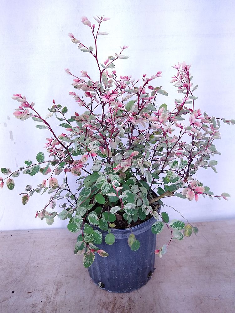 Buy Breynia disticha, Snow on the Mountain, Snowbush | Free Shipping ...