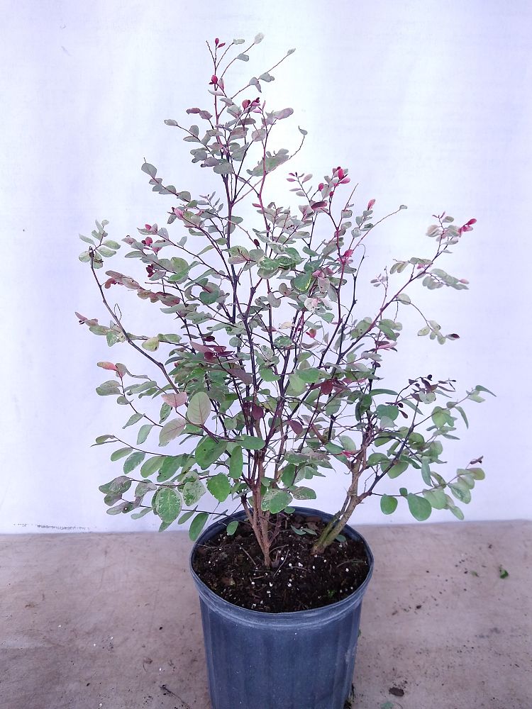 Buy Breynia disticha, Snow on the Mountain, Snowbush | Free Shipping ...