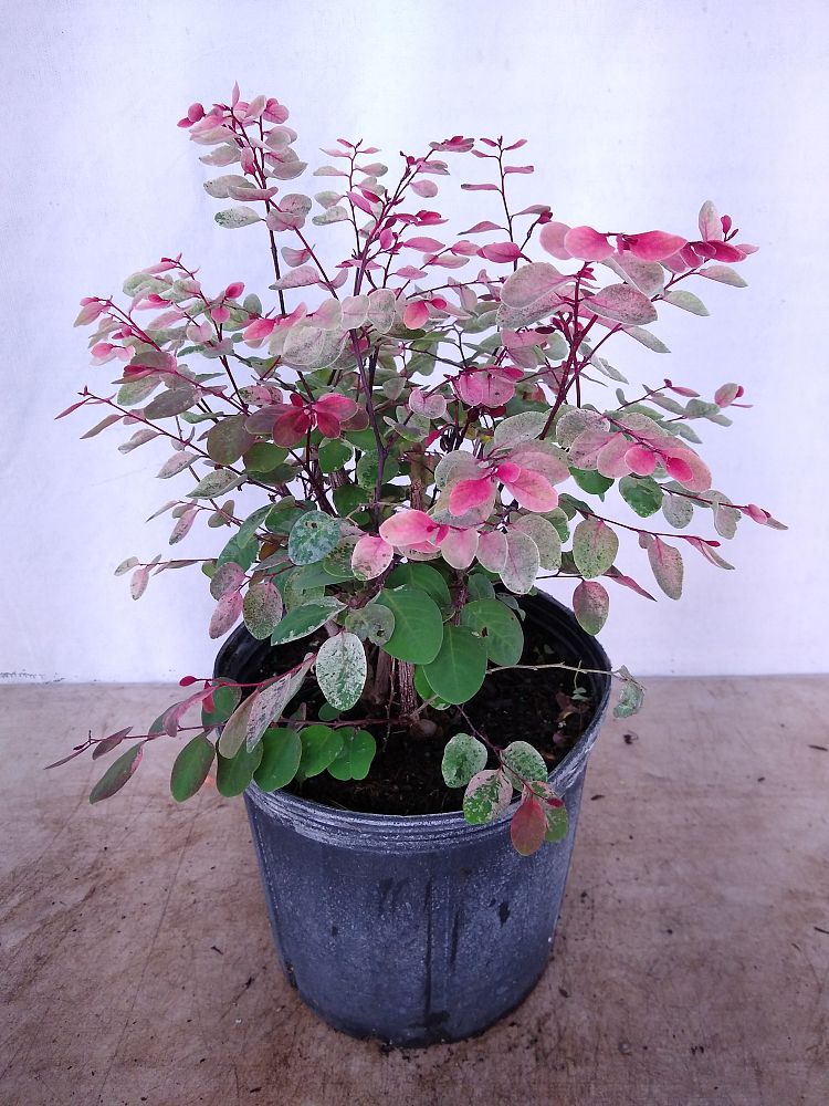Buy Breynia disticha, Snow on the Mountain, Snowbush | Free Shipping ...