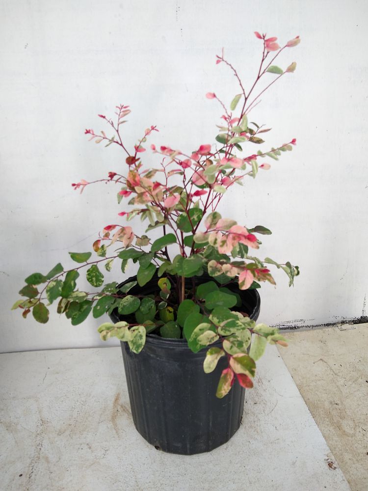Buy Breynia disticha, Snow on the Mountain, Snowbush | Free Shipping ...
