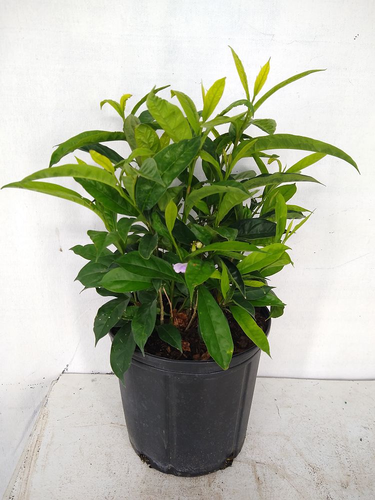 Buy Brunfelsia grandiflora, Yesterday Today Tomorrow | Free Shipping ...