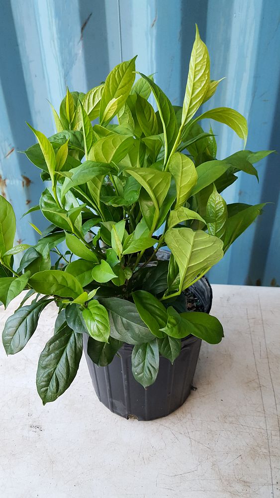 Buy Brunfelsia grandiflora, Yesterday Today Tomorrow | Free Shipping ...