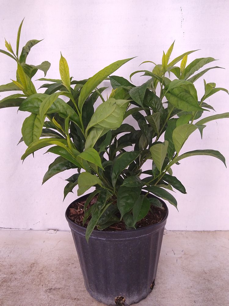 Buy Brunfelsia grandiflora, Yesterday Today Tomorrow | Free Shipping ...