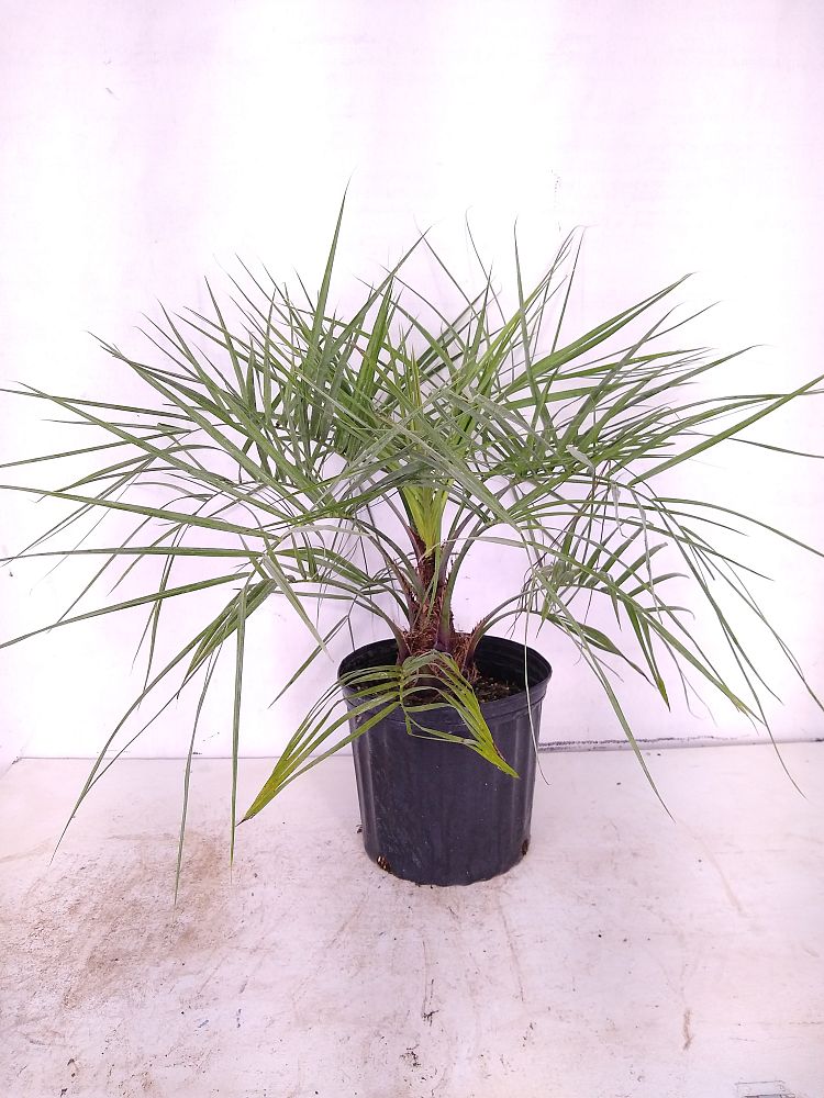 Buy Butia capitata, Cocos australis, Pindo Palm, Wine Palm, Jelly Palm ...
