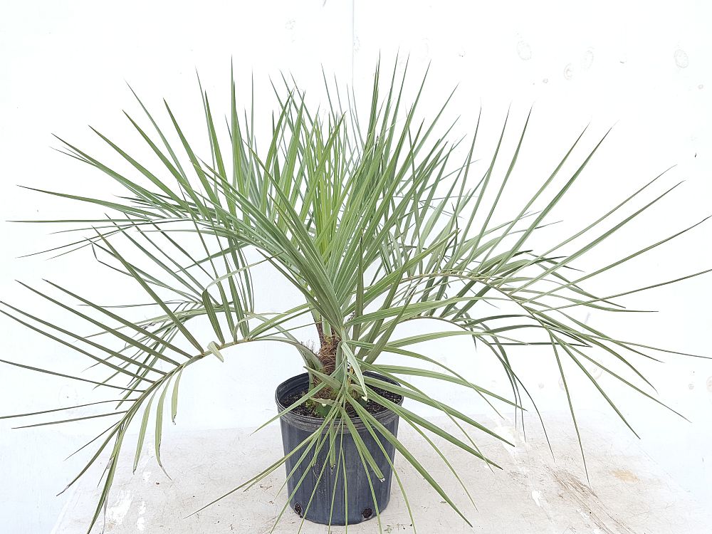 Butia capitata, Cocos australis, Pindo Palm, Wine Palm, Jelly Palm ...