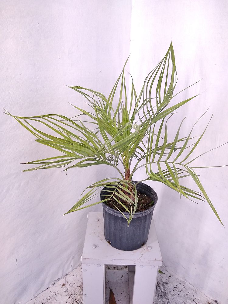 Buy Butia capitata, Cocos australis, Pindo Palm, Wine Palm, Jelly Palm ...