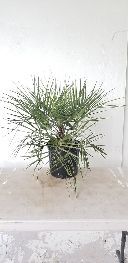 Butia capitata, Cocos australis, Pindo Palm, Wine Palm, Jelly Palm ...