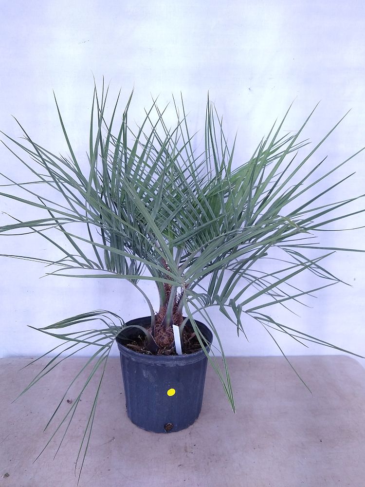 Buy Butia capitata, Cocos australis, Pindo Palm, Wine Palm, Jelly Palm ...