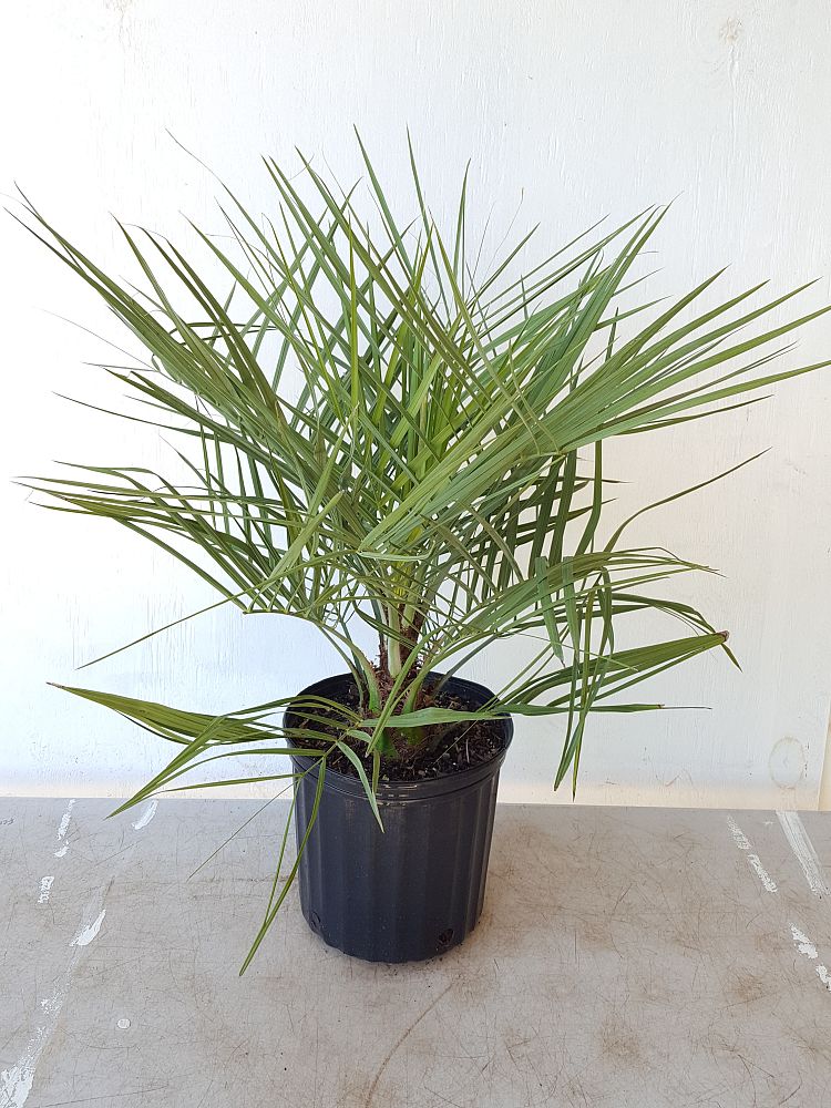 Butia capitata, Cocos australis, Pindo Palm, Wine Palm, Jelly Palm ...