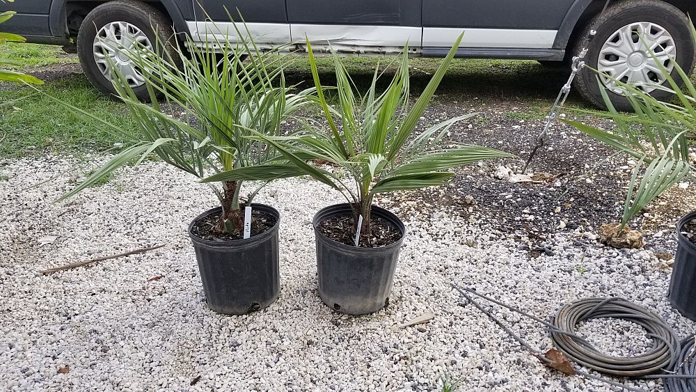 Butia capitata, Cocos australis, Pindo Palm, Wine Palm, Jelly Palm ...