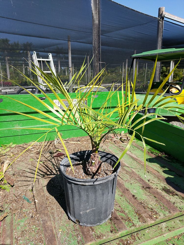 Butia capitata, Cocos australis, Pindo Palm, Wine Palm, Jelly Palm ...