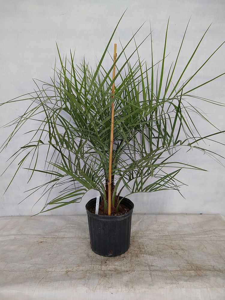 Buy Butia capitata, Cocos australis, Pindo Palm, Wine Palm, Jelly Palm ...