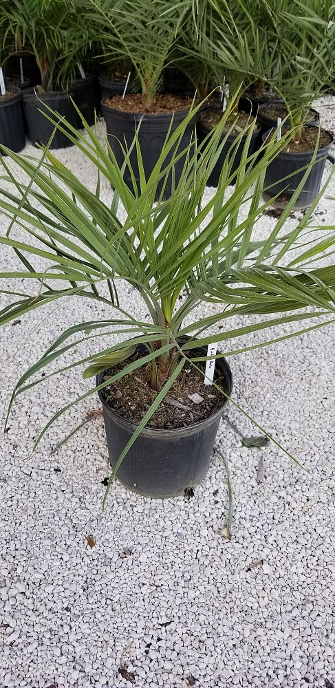 Butia capitata, Cocos australis, Pindo Palm, Wine Palm, Jelly Palm ...