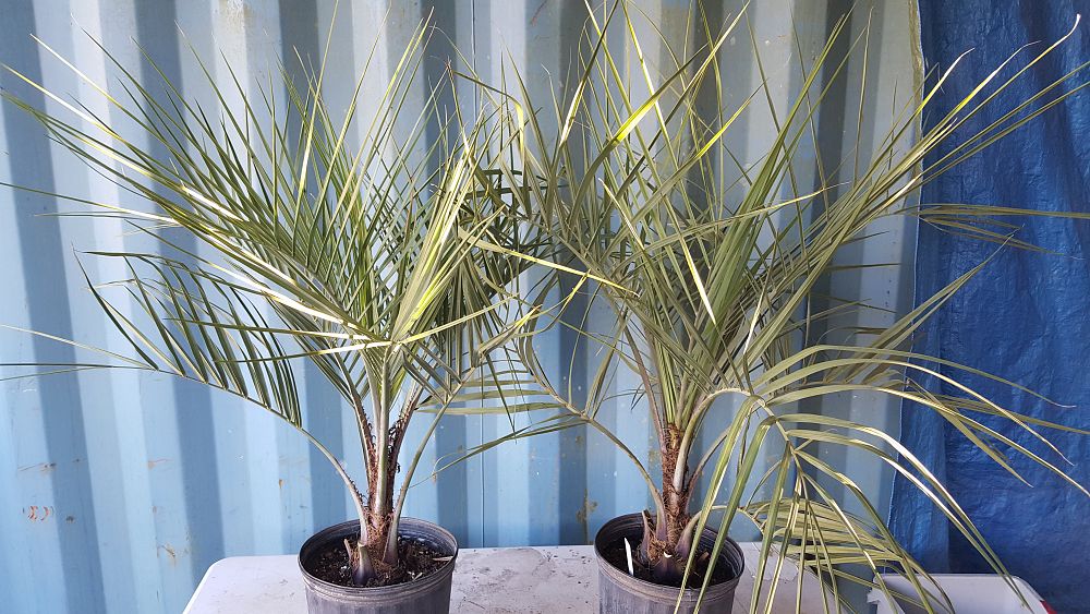 Butia capitata, Cocos australis, Pindo Palm, Wine Palm, Jelly Palm ...