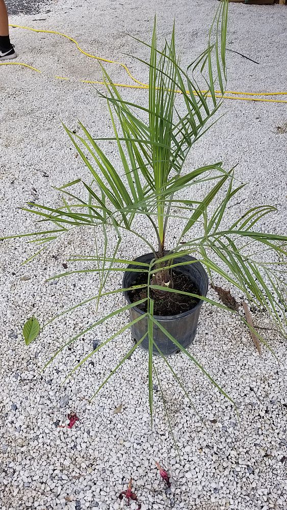 Butia capitata, Cocos australis, Pindo Palm, Wine Palm, Jelly Palm ...