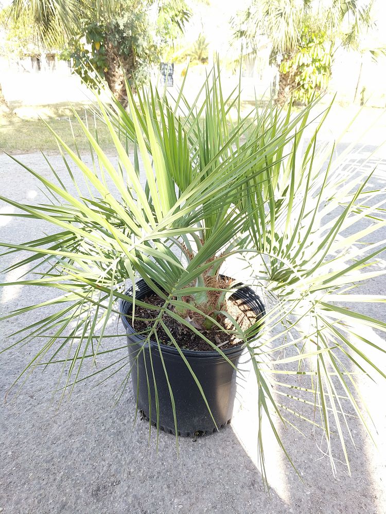 Butia capitata, Cocos australis, Pindo Palm, Wine Palm, Jelly Palm ...