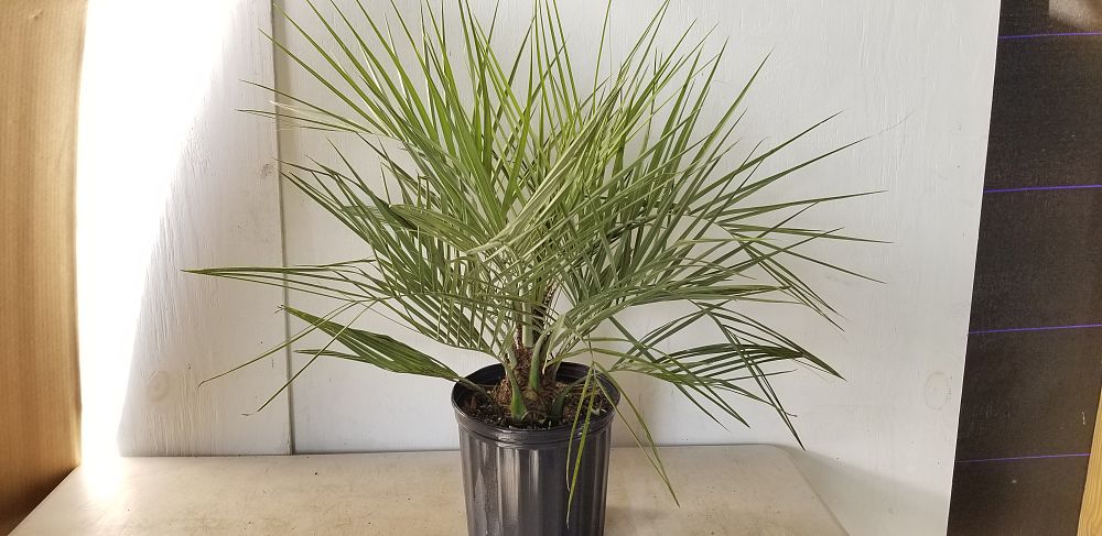 Butia capitata, Cocos australis, Pindo Palm, Wine Palm, Jelly Palm ...