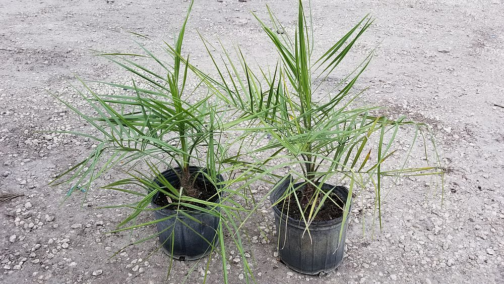 Butia capitata, Cocos australis, Pindo Palm, Wine Palm, Jelly Palm ...
