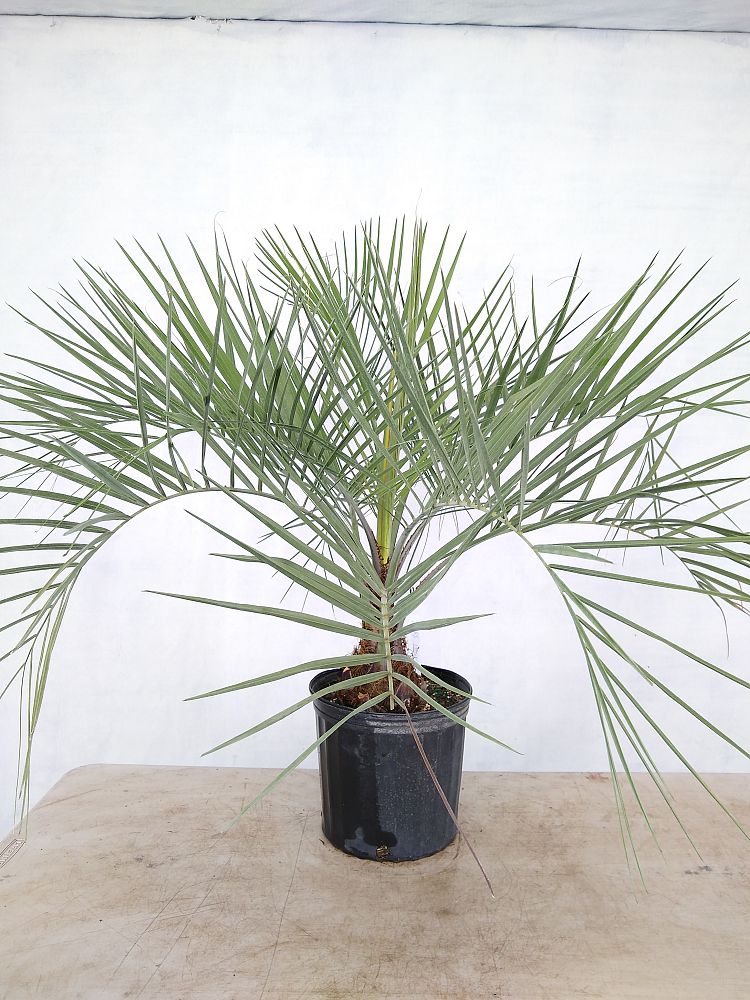 Buy Butia capitata, Cocos australis, Pindo Palm, Wine Palm, Jelly Palm ...