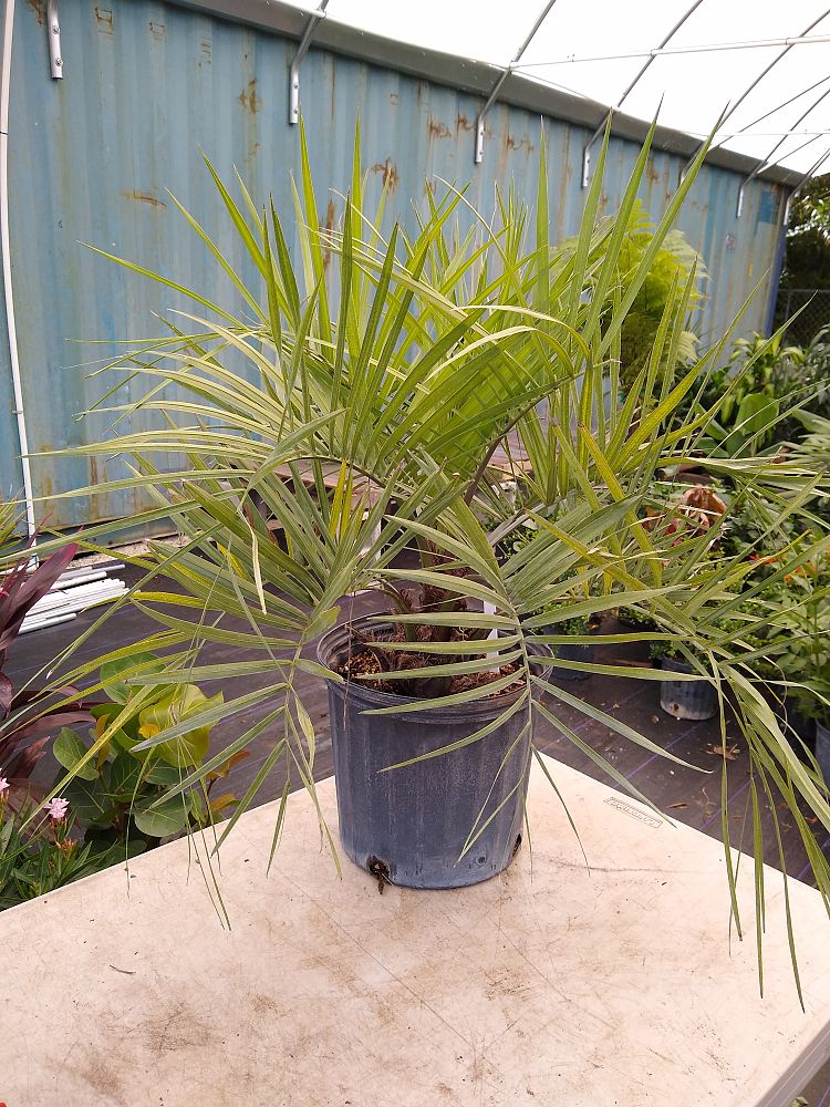 Buy Butia capitata, Cocos australis, Pindo Palm, Wine Palm, Jelly Palm ...