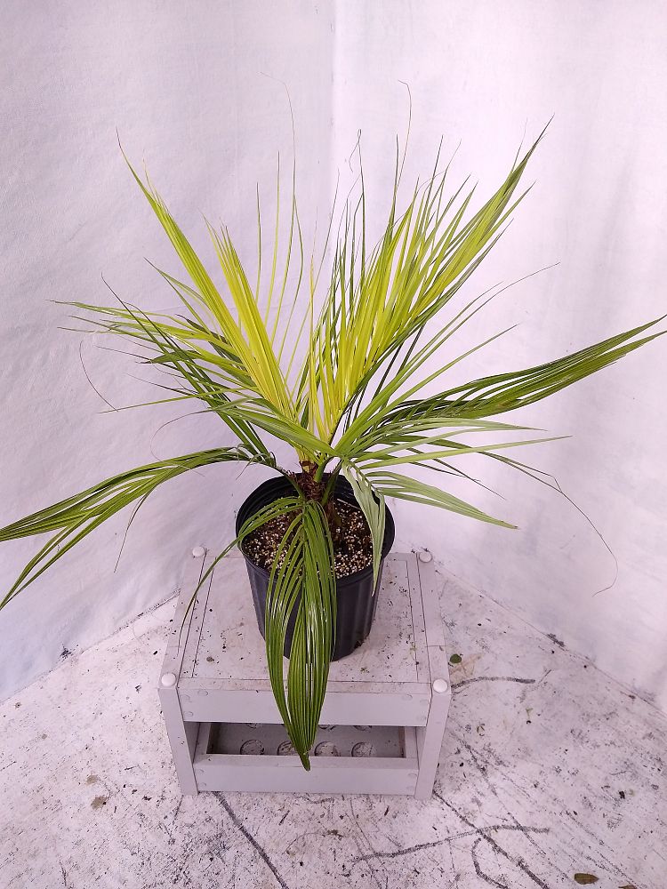 Buy Butia capitata, Cocos australis, Pindo Palm, Wine Palm, Jelly Palm ...