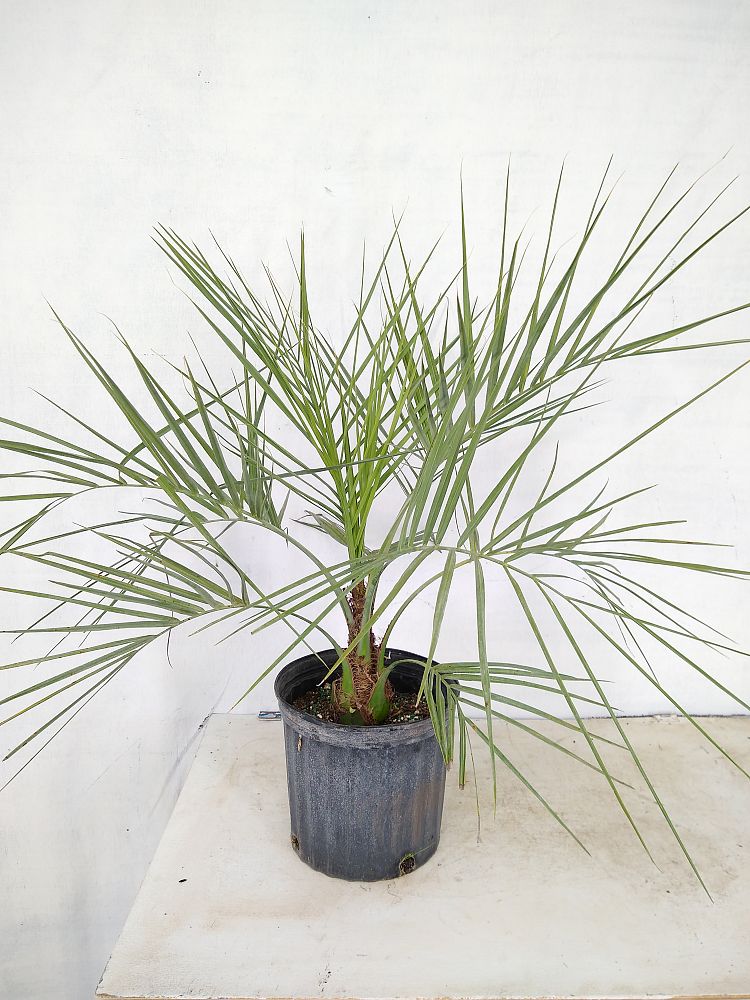 Buy Butia capitata, Cocos australis, Pindo Palm, Wine Palm, Jelly Palm ...