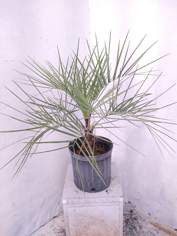 Buy Butia capitata, Cocos australis, Pindo Palm, Wine Palm, Jelly Palm ...