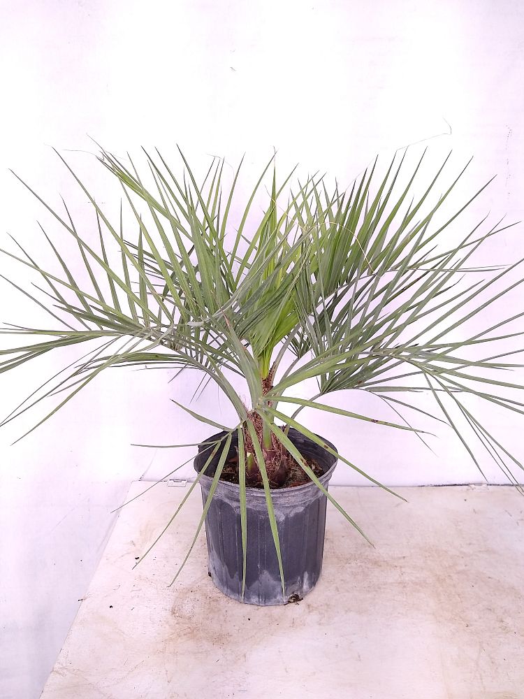Buy Butia capitata, Cocos australis, Pindo Palm, Wine Palm, Jelly Palm ...