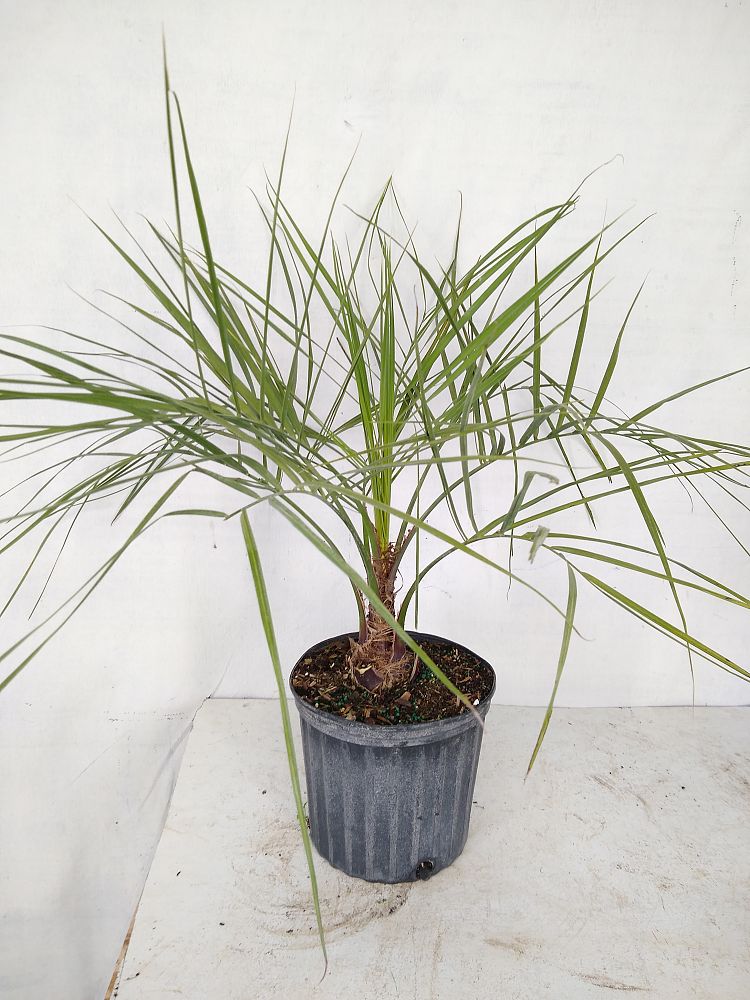 Buy Butia capitata, Cocos australis, Pindo Palm, Wine Palm, Jelly Palm ...