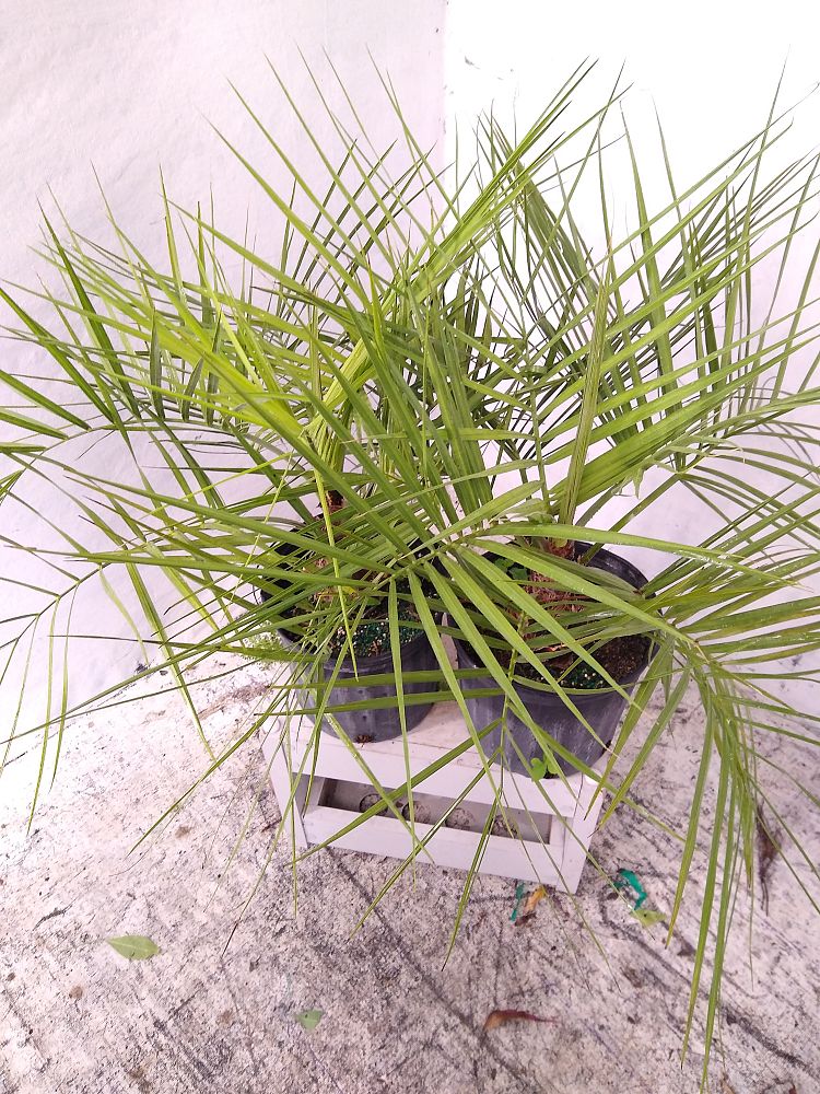 Buy Butia capitata, Cocos australis, Pindo Palm, Wine Palm, Jelly Palm ...
