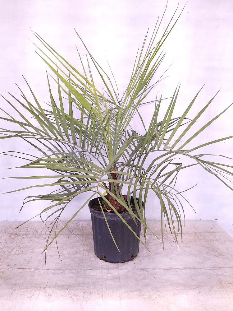 Buy Butia capitata, Cocos australis, Pindo Palm, Wine Palm, Jelly Palm ...