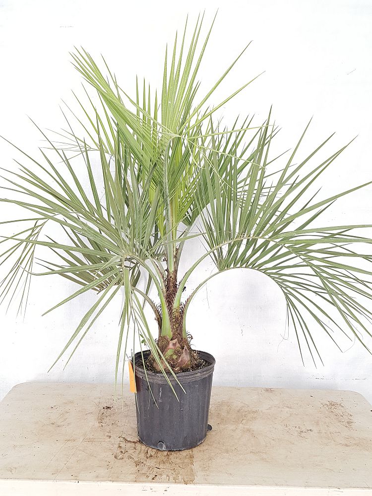 Buy Butia capitata, Cocos australis, Pindo Palm, Wine Palm, Jelly Palm ...