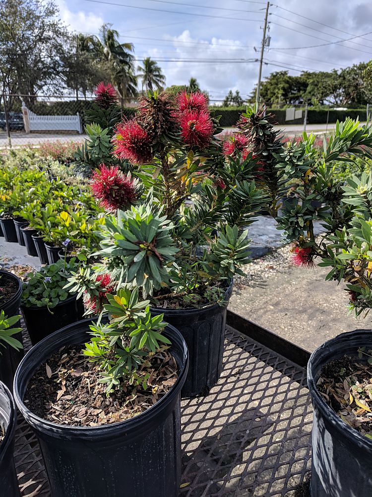 Callistemon viminalis 'Little John', Weeping Bottlebrush Dwarf | PlantVine
