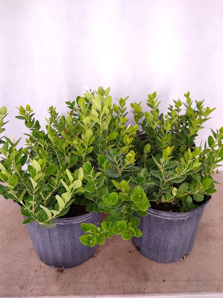 Buy Carissa macrocarpa, Natal Plum, Carissa grandiflora | Free Shipping ...