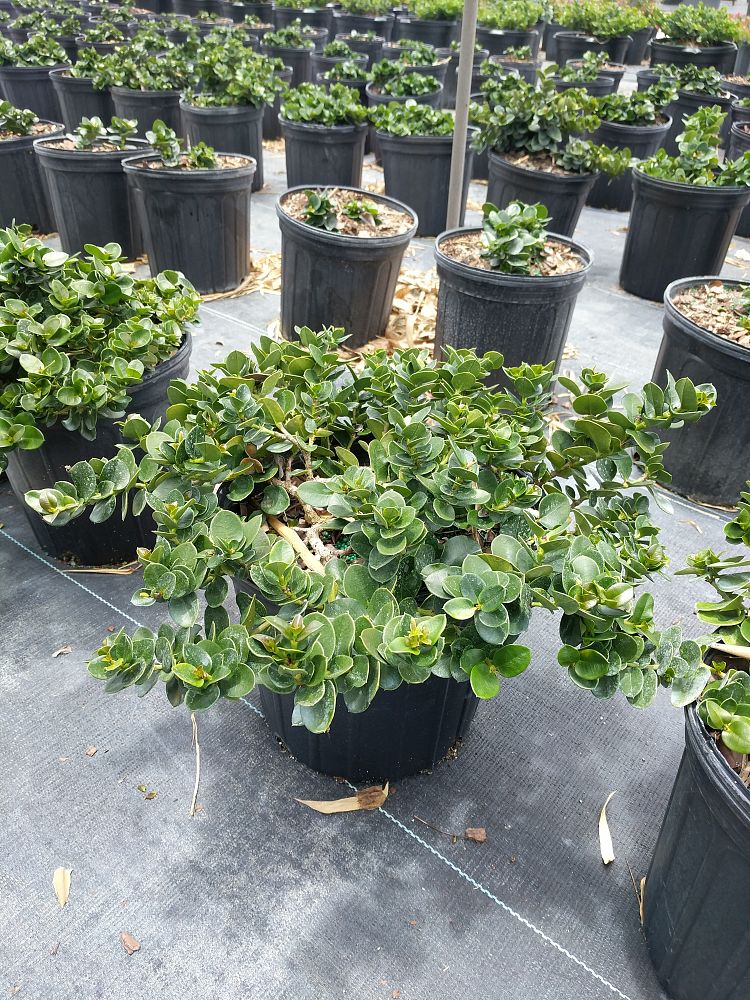 Buy Carissa macrocarpa, Natal Plum, Carissa grandiflora | Free Shipping ...