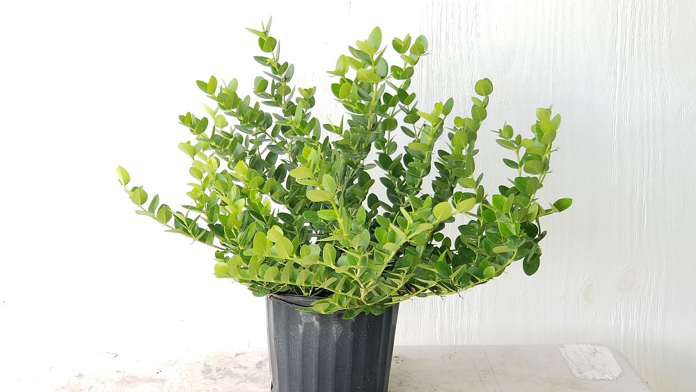 Buy Carissa macrocarpa, Natal Plum, Carissa grandiflora | Free Shipping ...