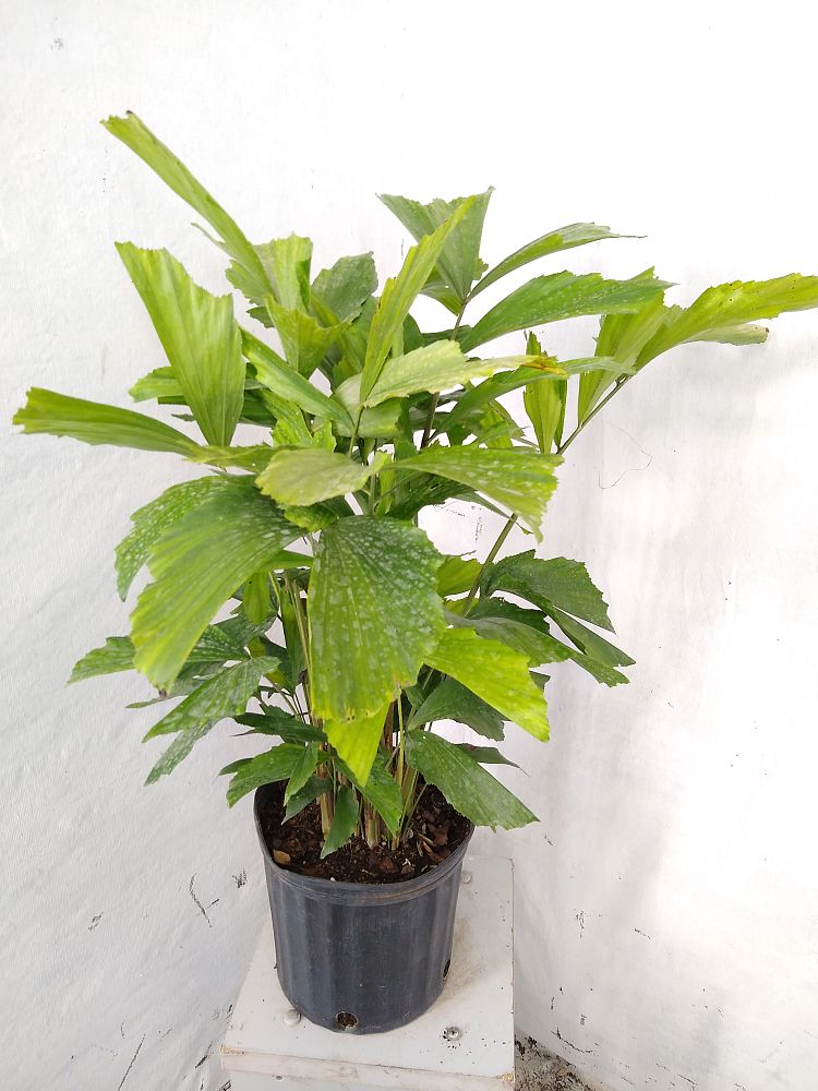 Buy Caryota mitis, Fishtail Palm | Free Shipping over $100
