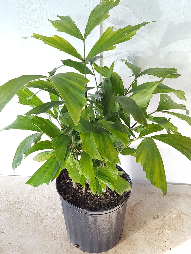 Caryota mitis, Fishtail Palm | PlantVine