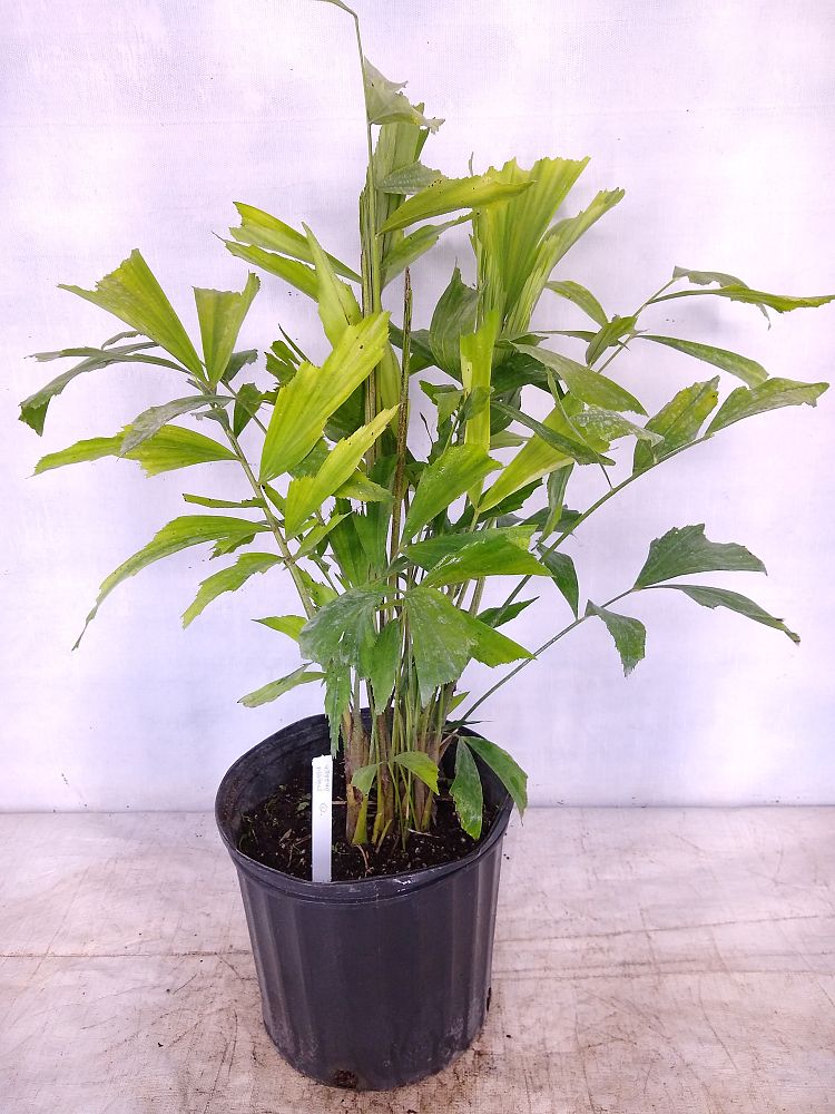Buy Caryota mitis, Fishtail Palm | Free Shipping over $100
