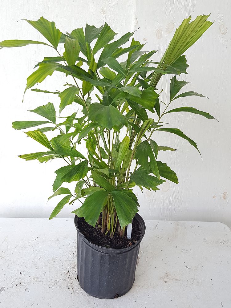 Caryota mitis, Fishtail Palm | PlantVine