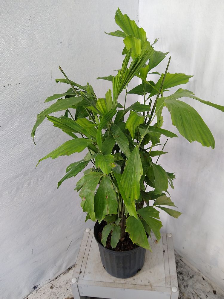 Buy Caryota mitis, Fishtail Palm | Free Shipping over $100