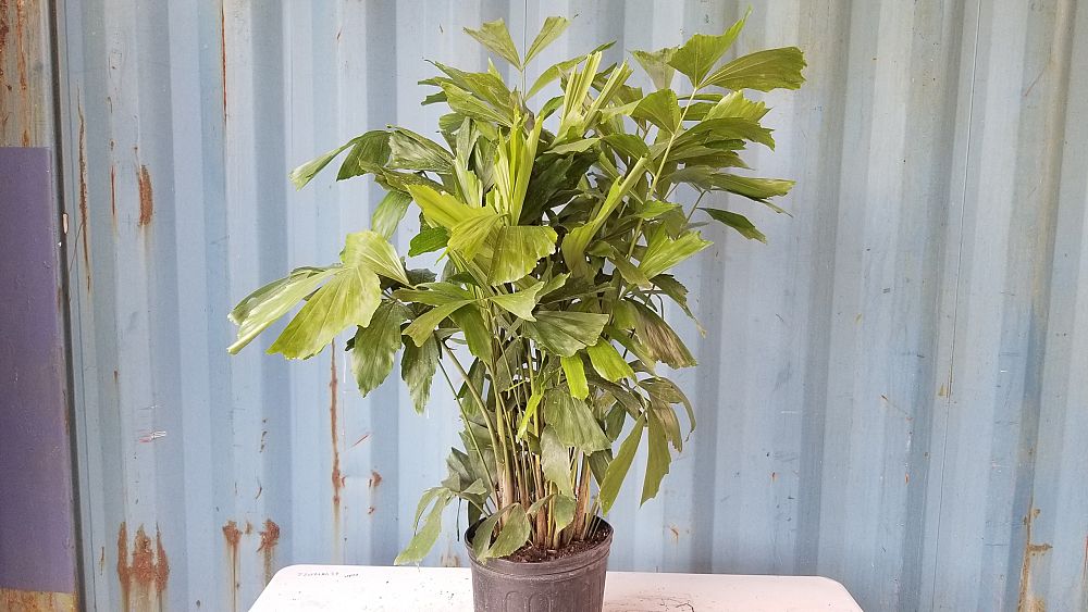 Caryota mitis, Fishtail Palm | PlantVine
