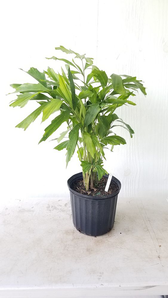 Caryota mitis, Fishtail Palm | PlantVine