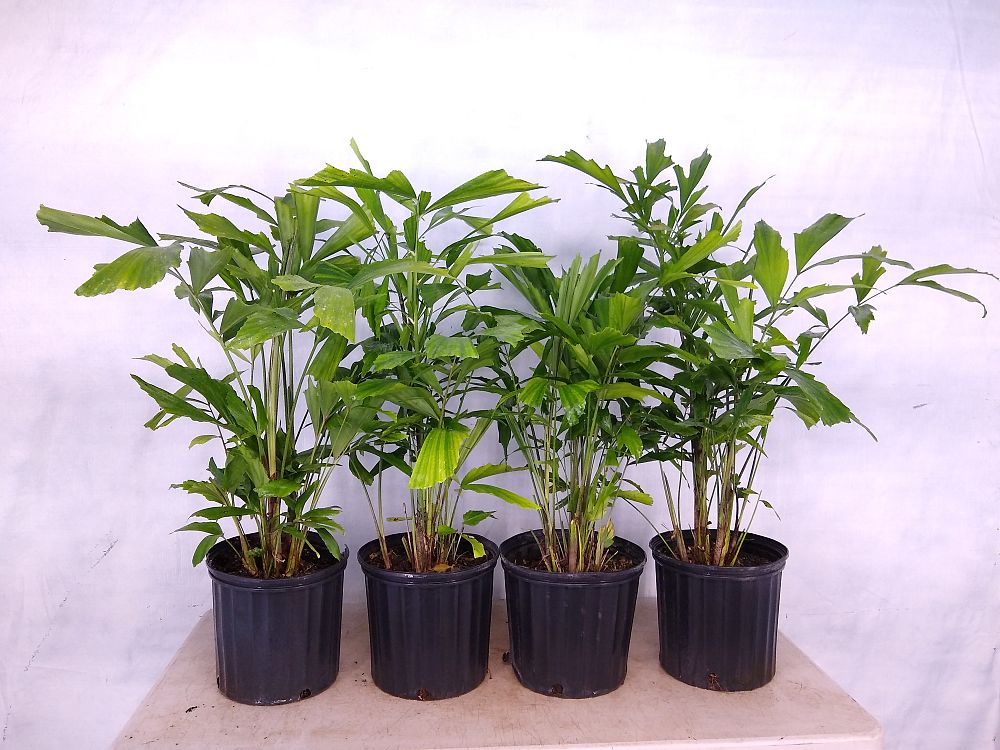 Buy Caryota mitis, Fishtail Palm | Free Shipping over $100