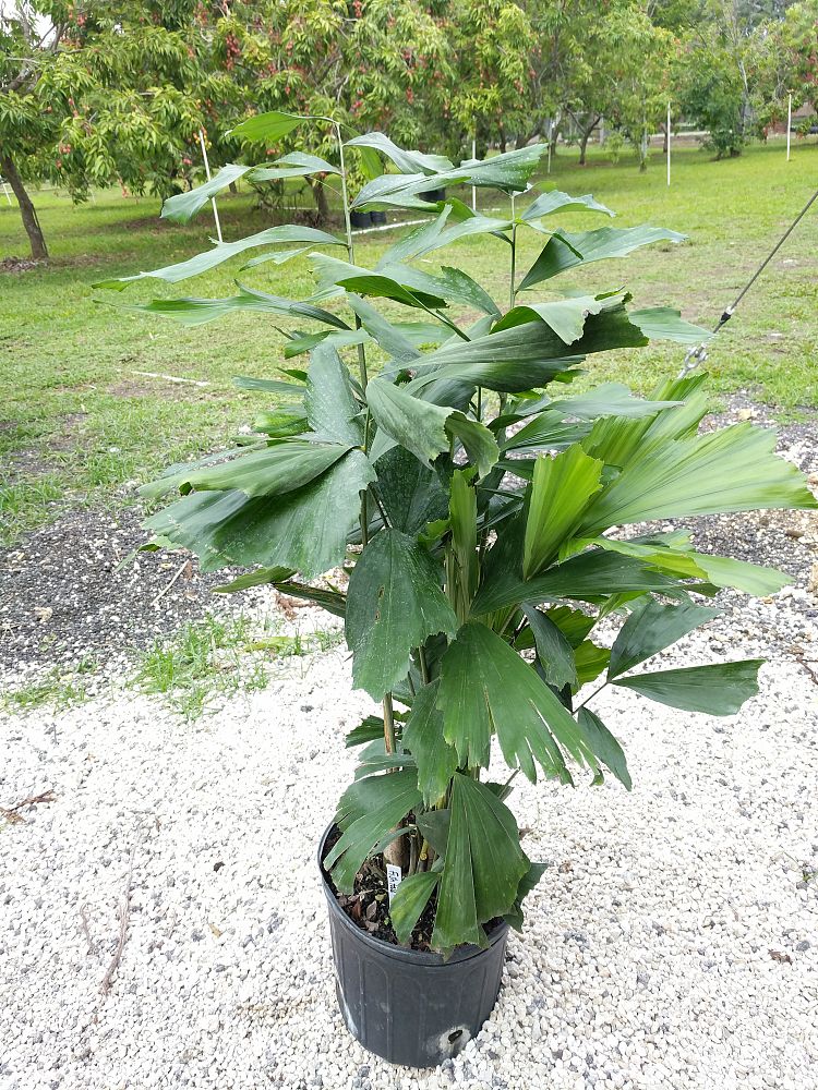 Caryota mitis, Fishtail Palm | PlantVine
