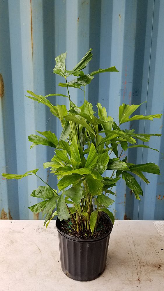 Caryota mitis, Fishtail Palm | PlantVine