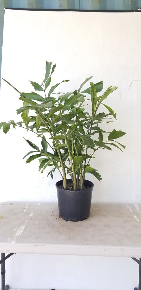 Caryota mitis, Fishtail Palm | PlantVine