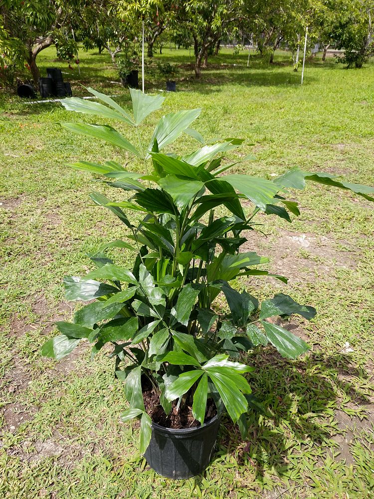 Caryota mitis, Fishtail Palm | PlantVine