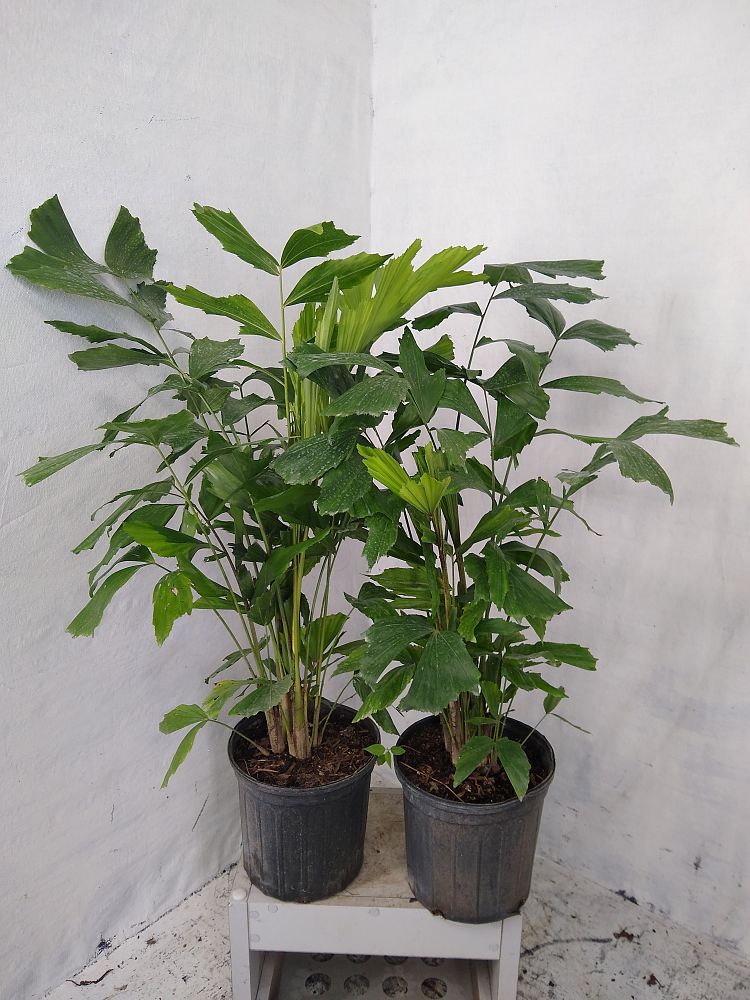 Buy Caryota mitis, Fishtail Palm | Free Shipping over $100